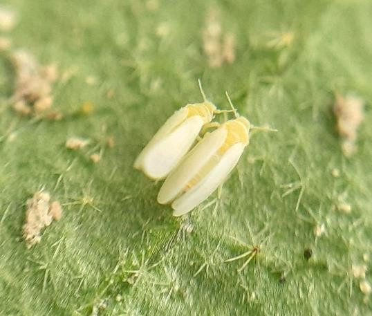 Kutu Kebul | EduChannel Indonesia