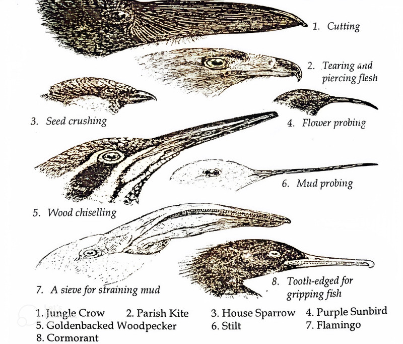 Educhannel Indonesia